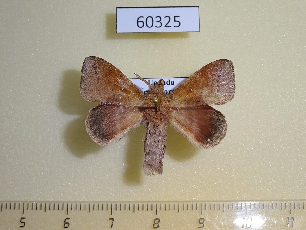 Lasiocampidae Leipoxais fuscofasciata Uganda - Fareastinsects