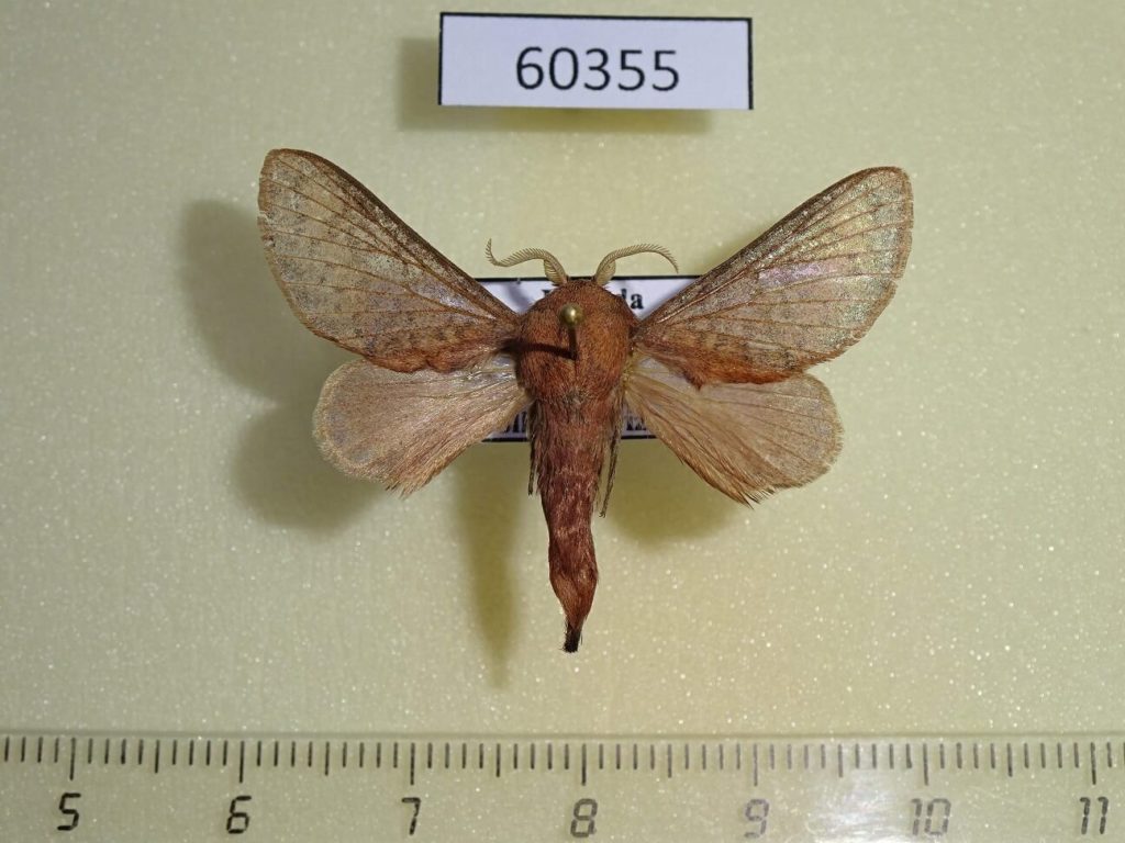 Lasiocampidae Pachytrina sp. crestalina Uganda - Fareastinsects