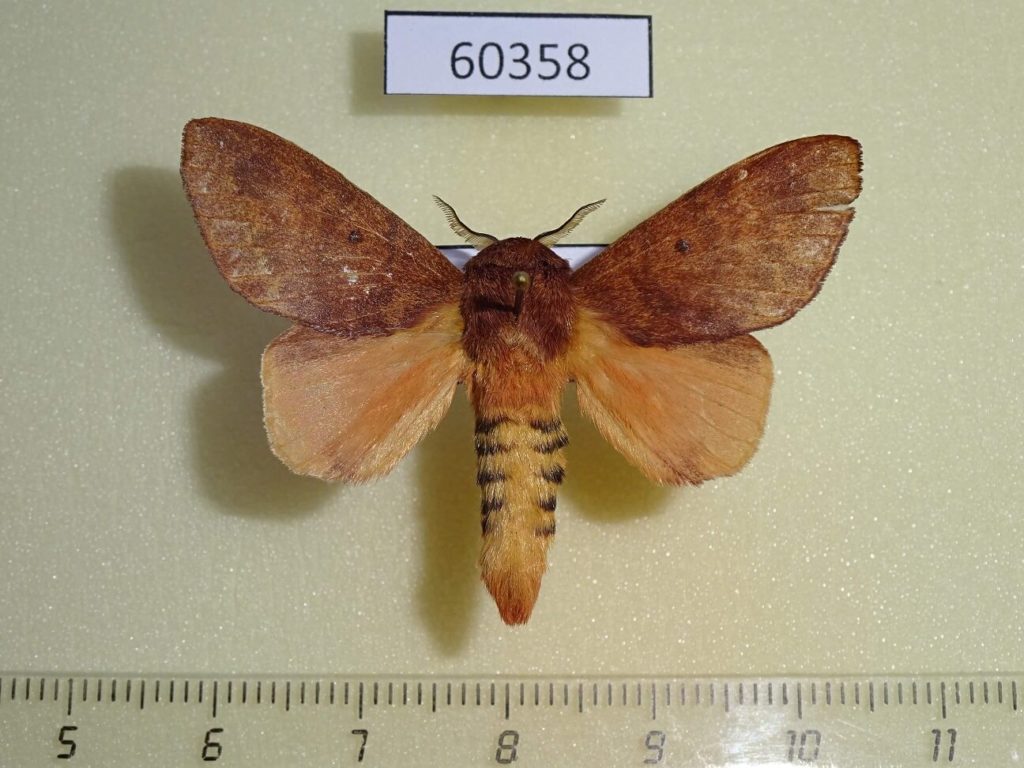 Lasiocampidae Pachymeta semifasciata Uganda - Fareastinsects