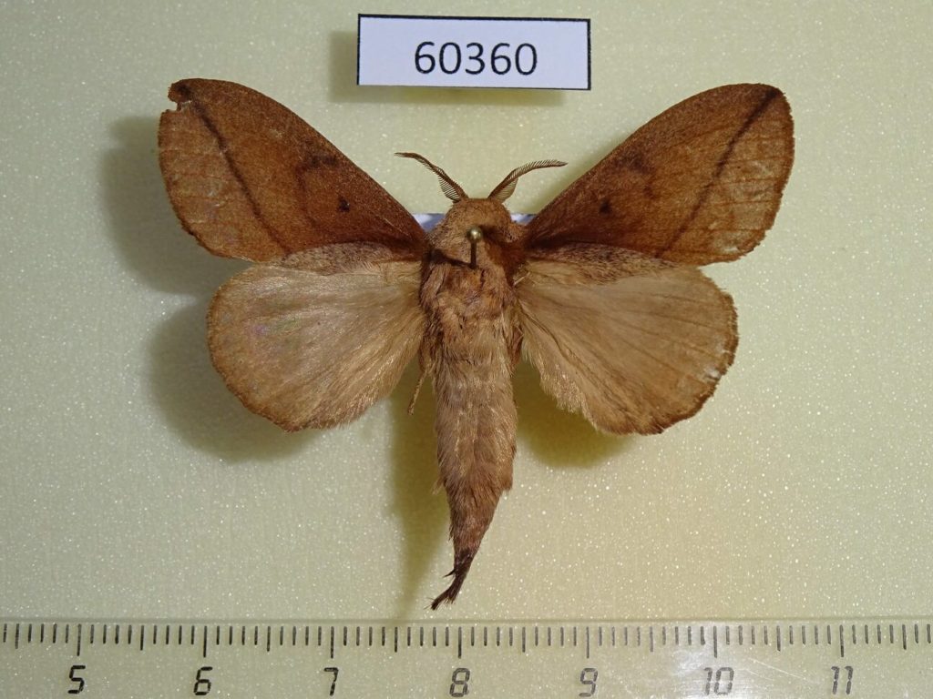 Lasiocampidae Stoermeriana cuneata Uganda - Fareastinsects
