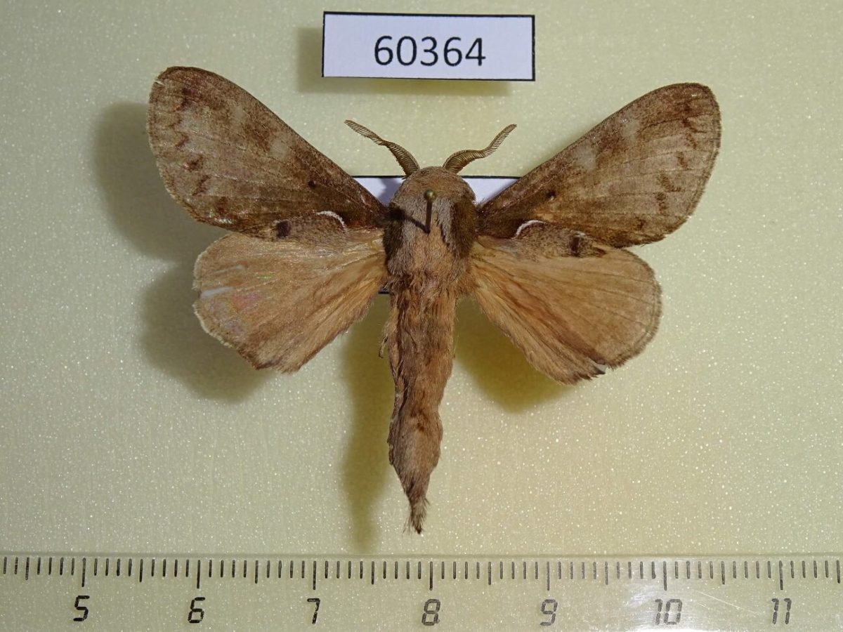 Lasiocampidae sp. Uganda - Fareastinsects