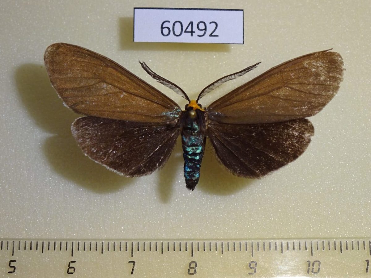 Arctiidae Ctenucha virginica Canada - Fareastinsects