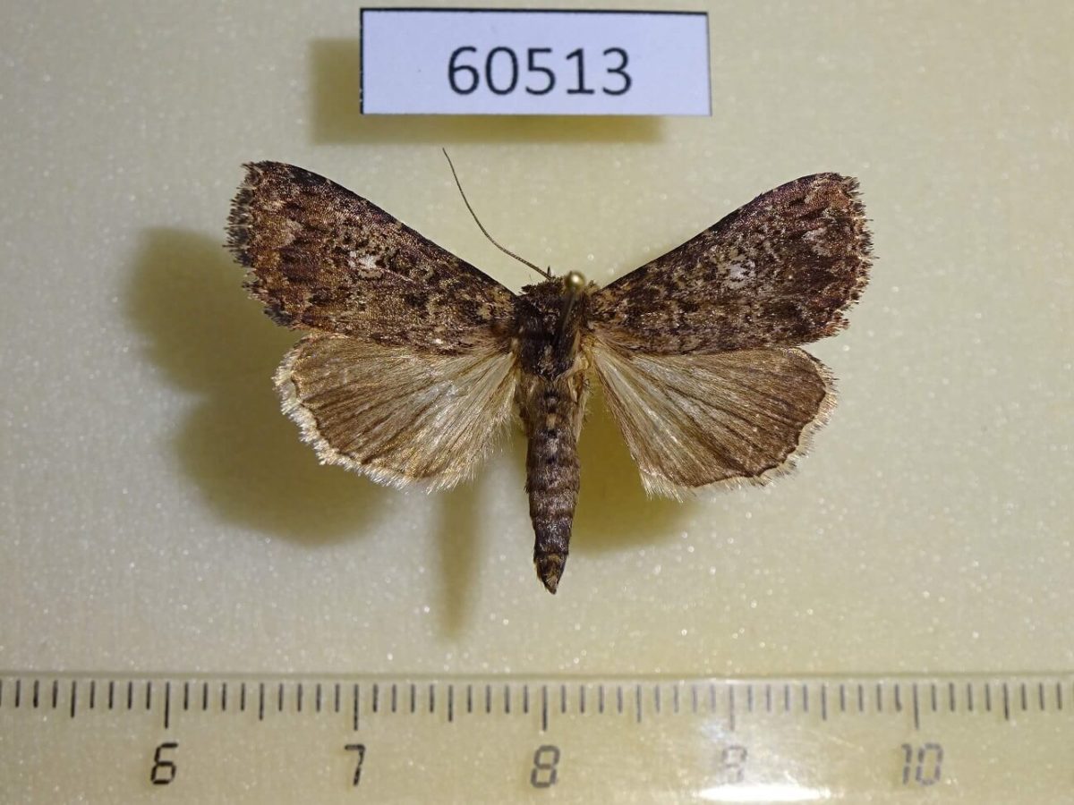 Noctuidae Condica vecors Canada - Fareastinsects
