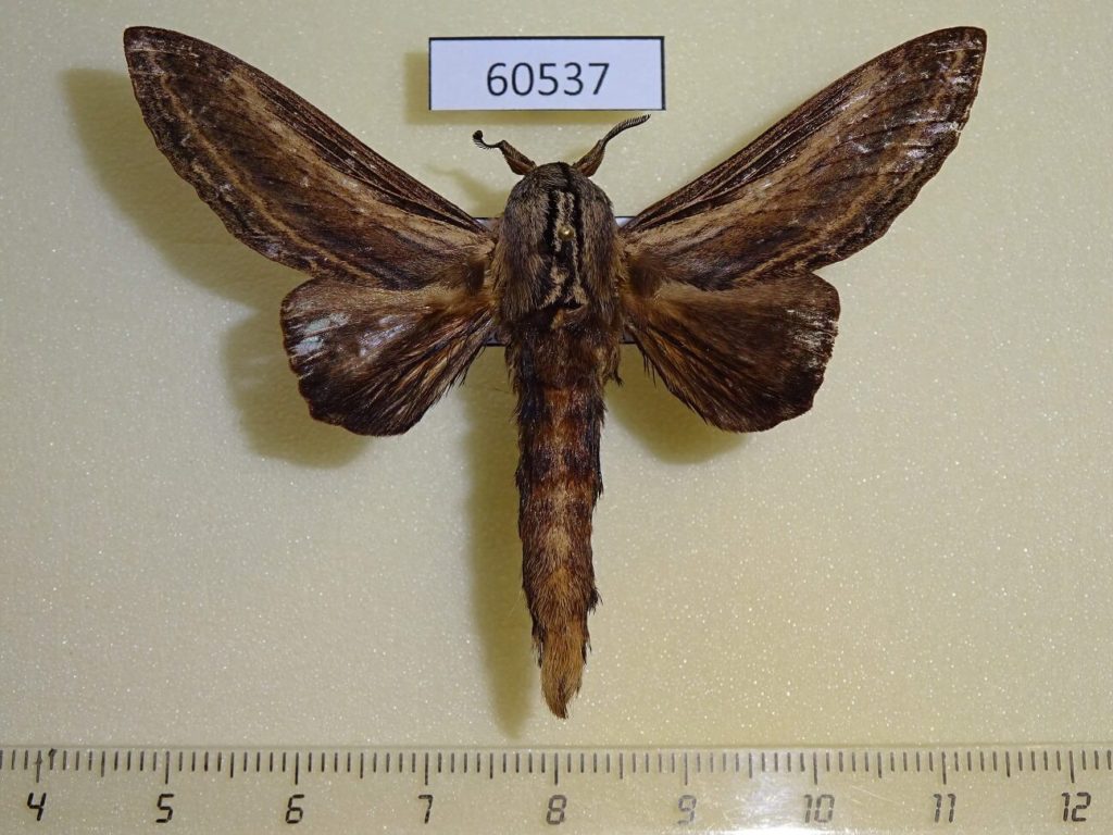 Lasiocampidae Grellada imitans Uganda - Fareastinsects
