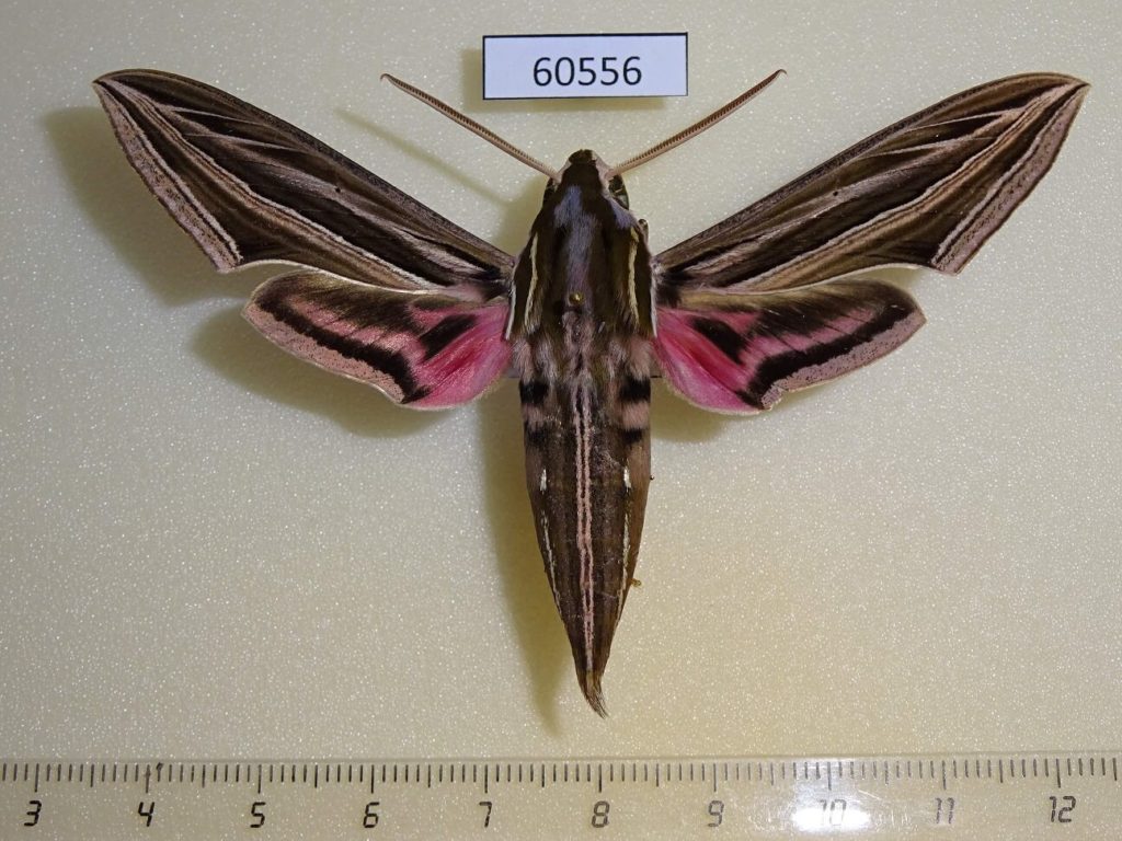 Sphingidae Hippotion osiris Uganda - Fareastinsects