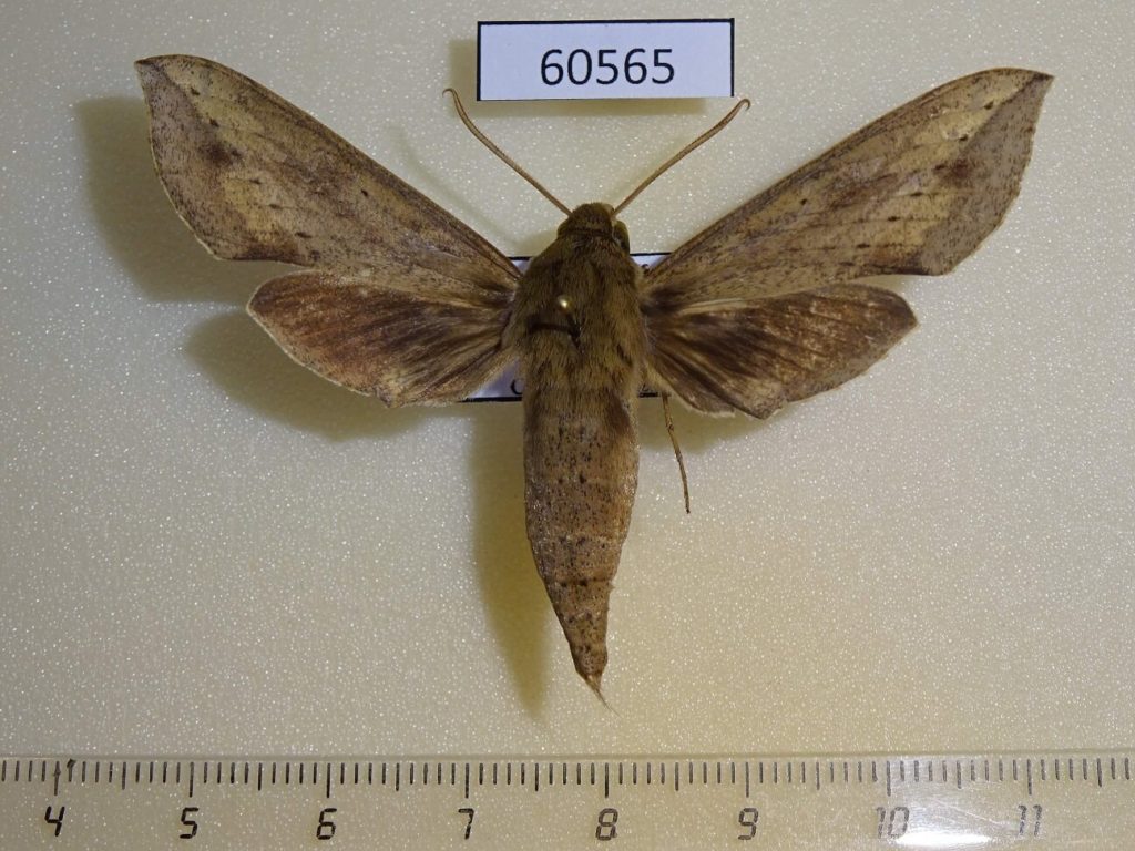 Sphingidae Hippotion irregularis Uganda - Fareastinsects
