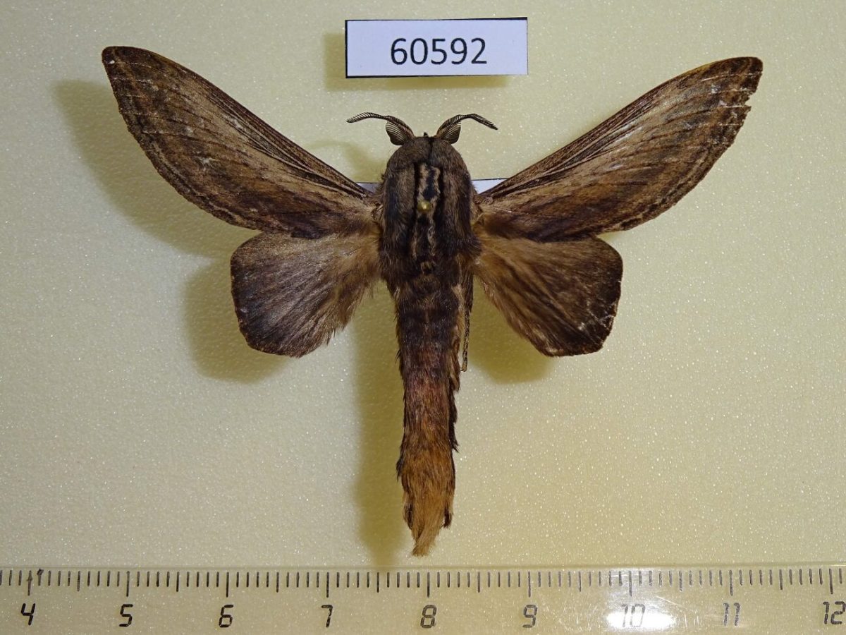 Lasiocampidae Grellada imitans Uganda - Fareastinsects