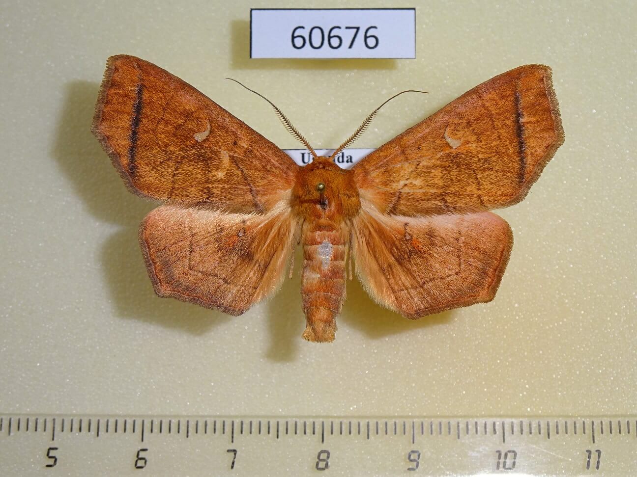 Noctuidae Episparis sp. sponsata Uganda - Fareastinsects