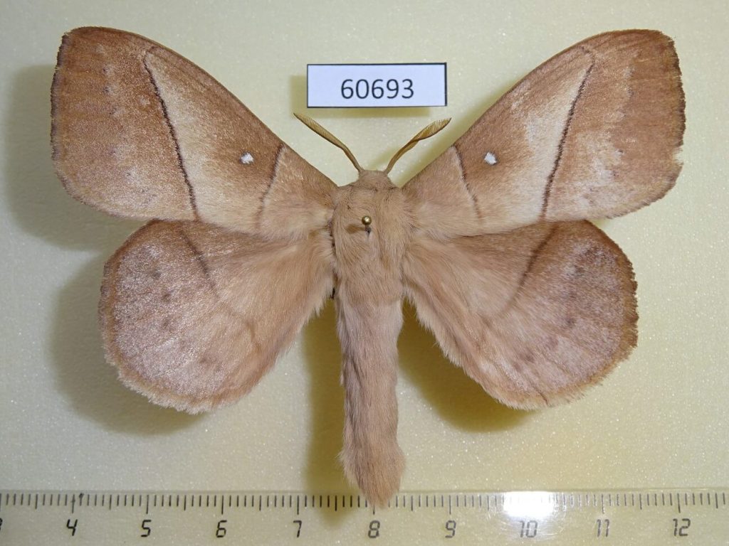 Lasiocampidae Philotherma jacchus Uganda - Fareastinsects
