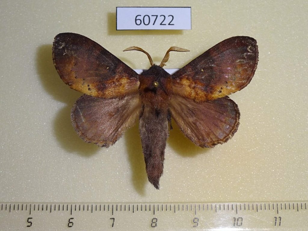 Lasiocampidae Mallocampa audea Uganda - Fareastinsects