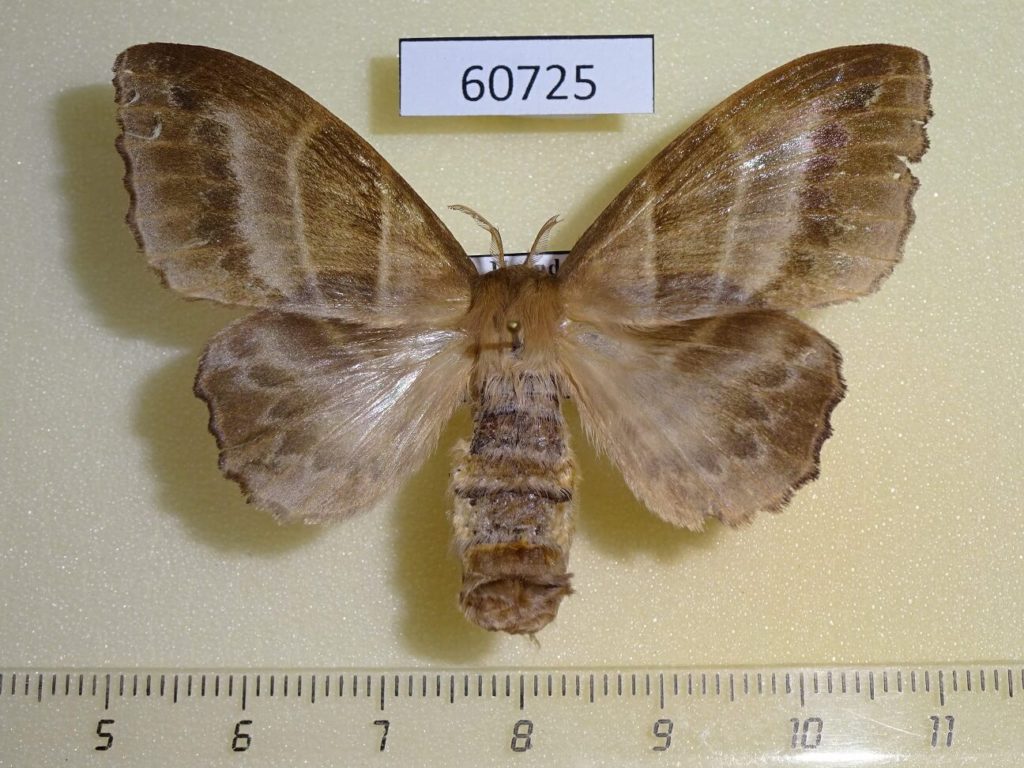 Lasiocampidae Leipoxais marginepunctata f Uganda - Fareastinsects