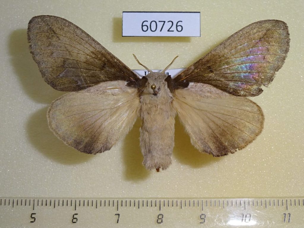 Lasiocampidae Stoermeriana singulare f Uganda - Fareastinsects