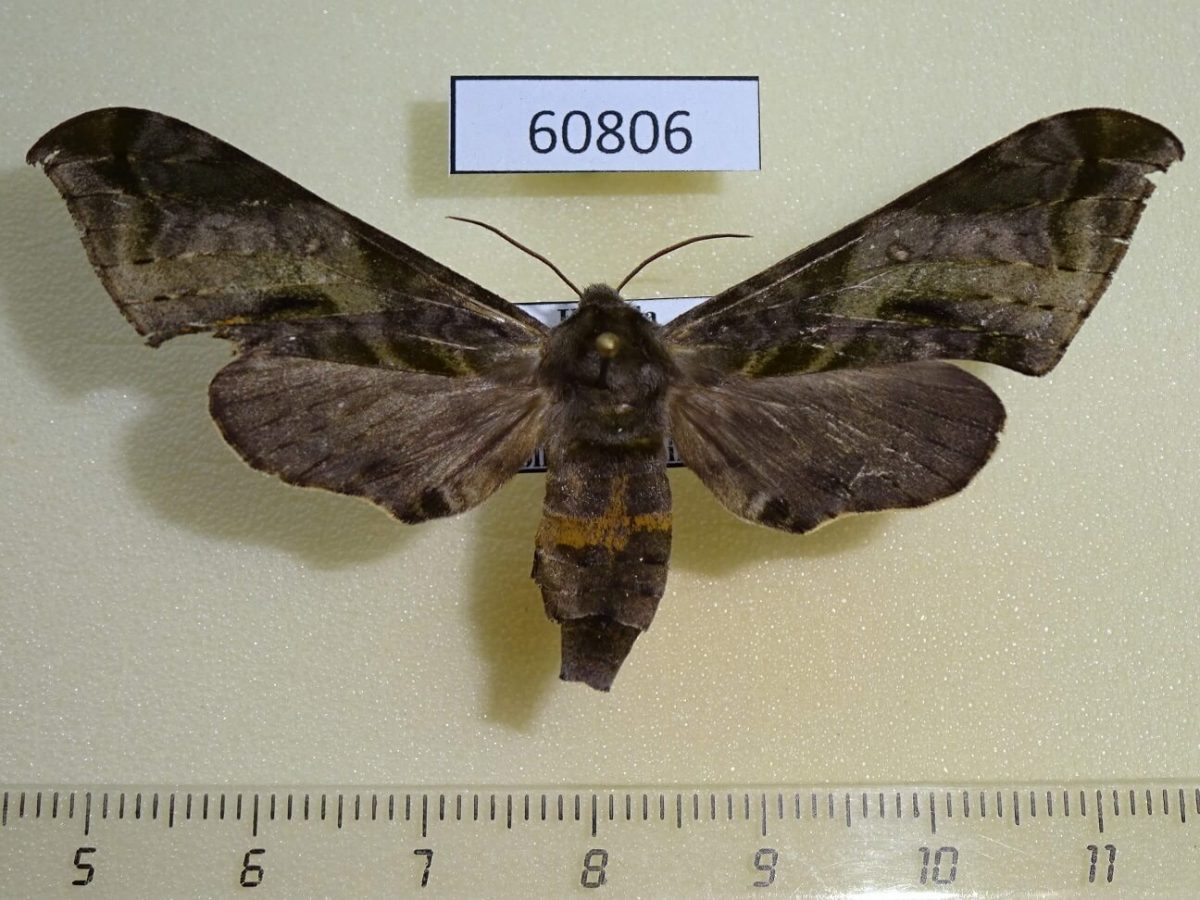 Sphingidae Chloroclanis virescens f Uganda - Fareastinsects