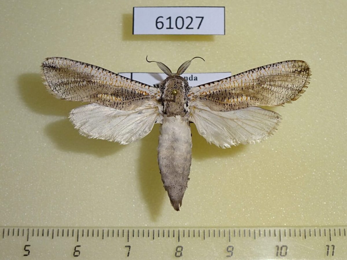 Cossidae Azygophleps inclusa Uganda - Fareastinsects