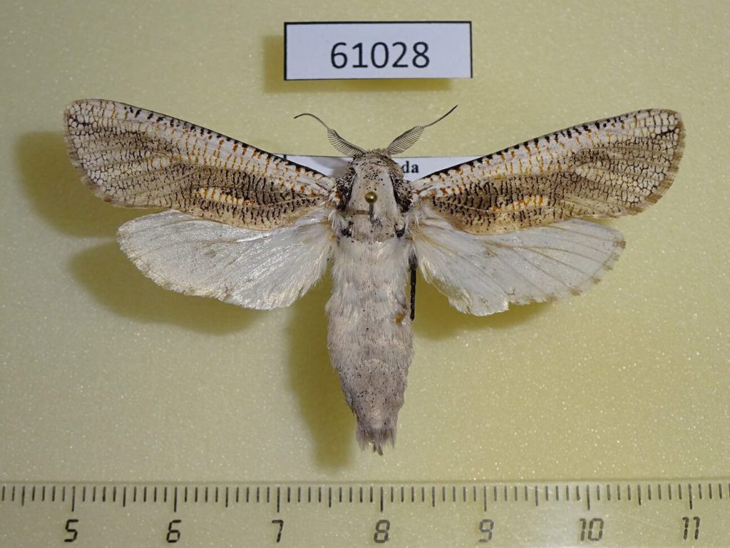 Cossidae Azygophleps inclusa Uganda - Fareastinsects