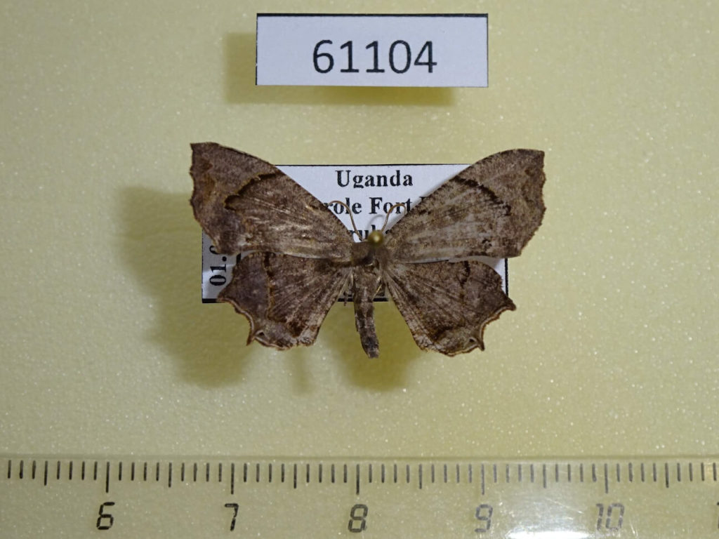 Uraniidae Epiplema sp. Uganda - Fareastinsects