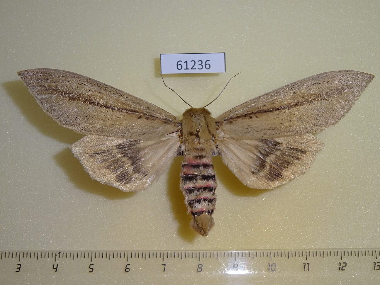 Noctuidae Paragria sesamiodes Uganda - Fareastinsects
