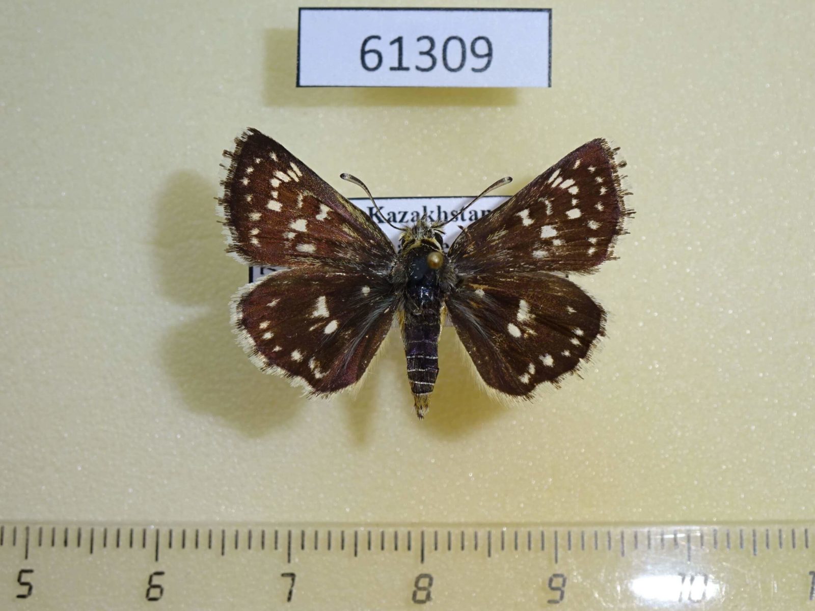 Hesperiidae Spialia orbifer Kazakhstan - Fareastinsects