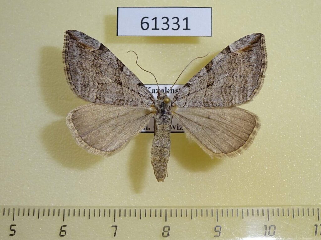 Geometridae Aplocera plagiata Kazakhstan - Fareastinsects