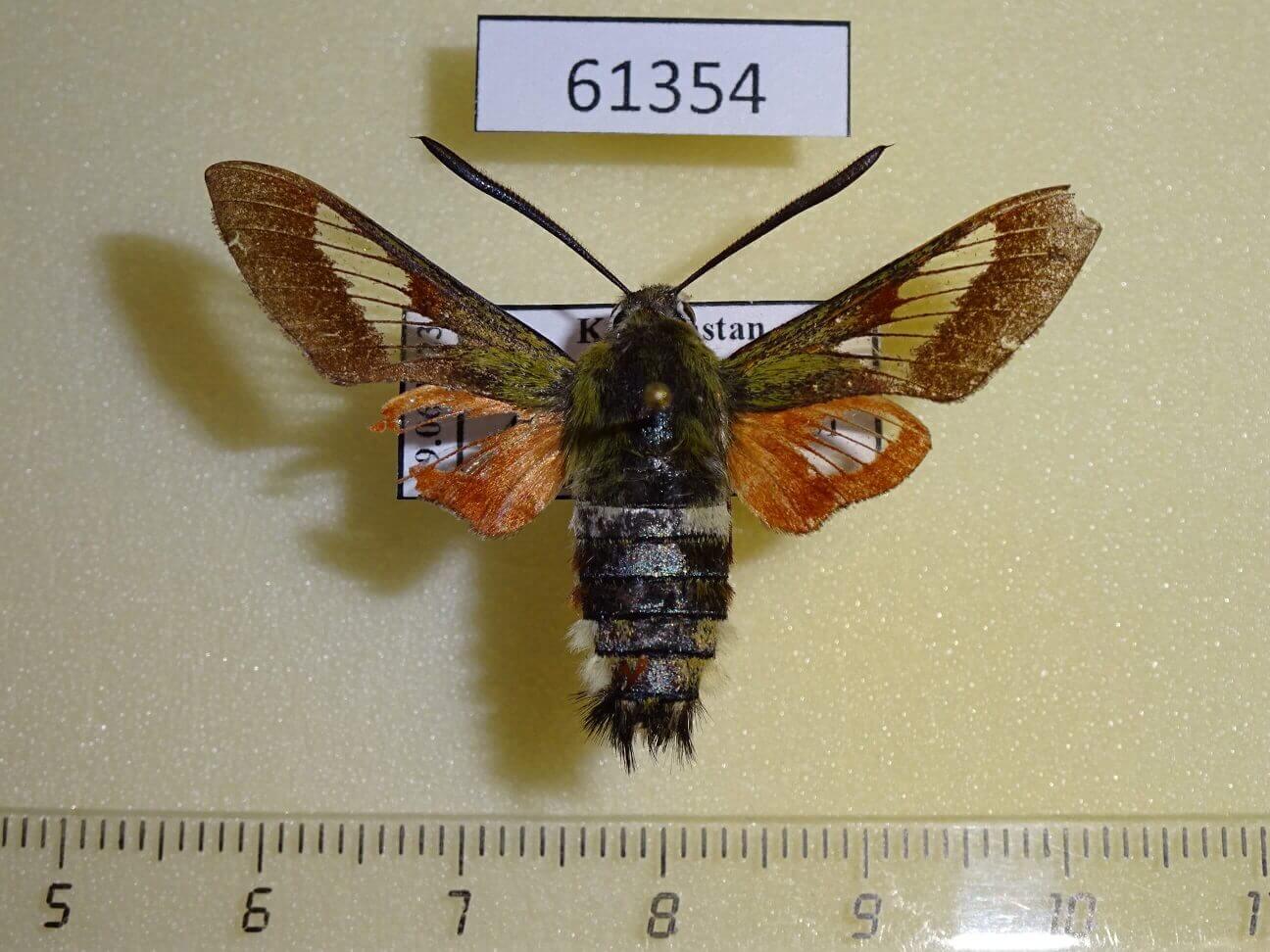 Sphingidae Hemaris ducalis Kazakhstan - Fareastinsects