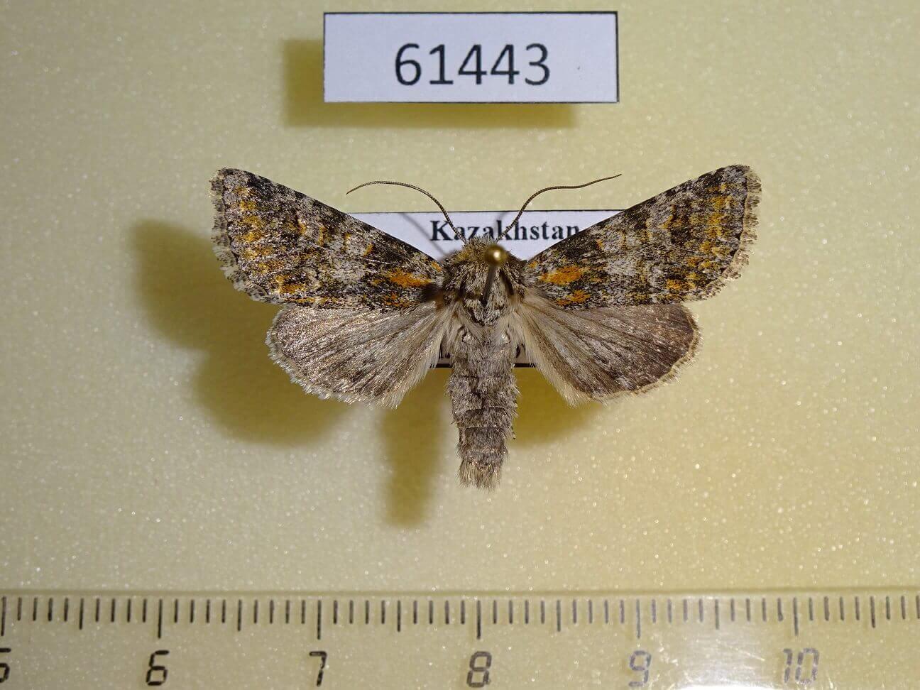 Noctuidae Hadena karagaia Kazakhstan - Fareastinsects