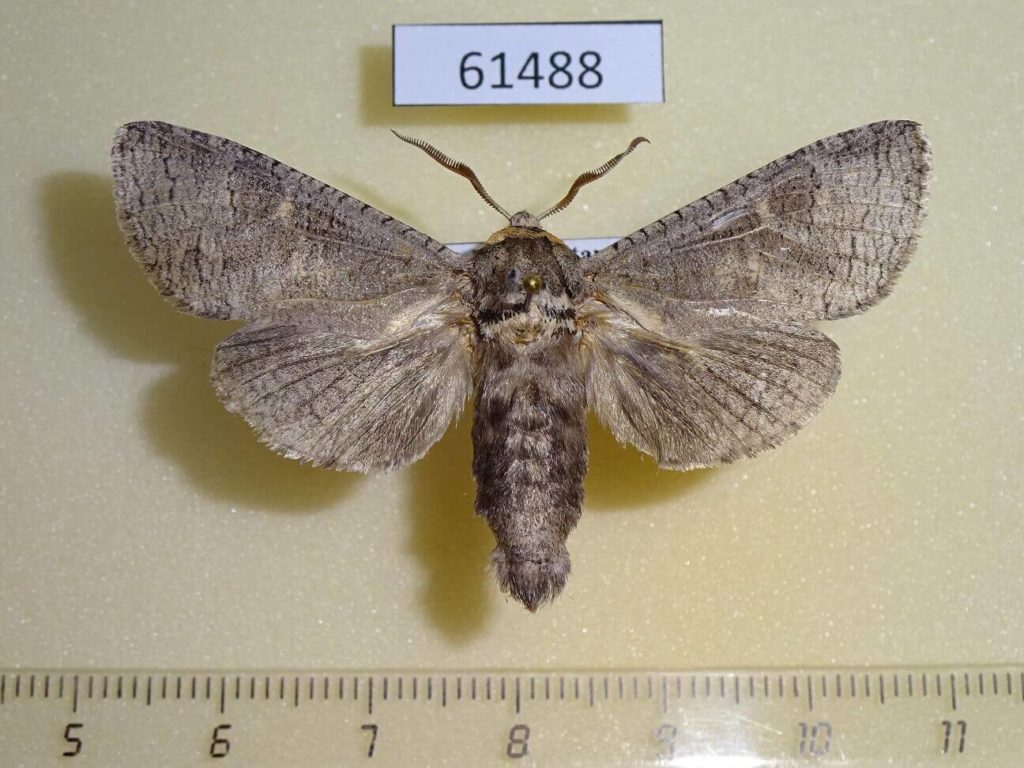 Cossidae Cossus bohatchi Kazakhstan - Fareastinsects