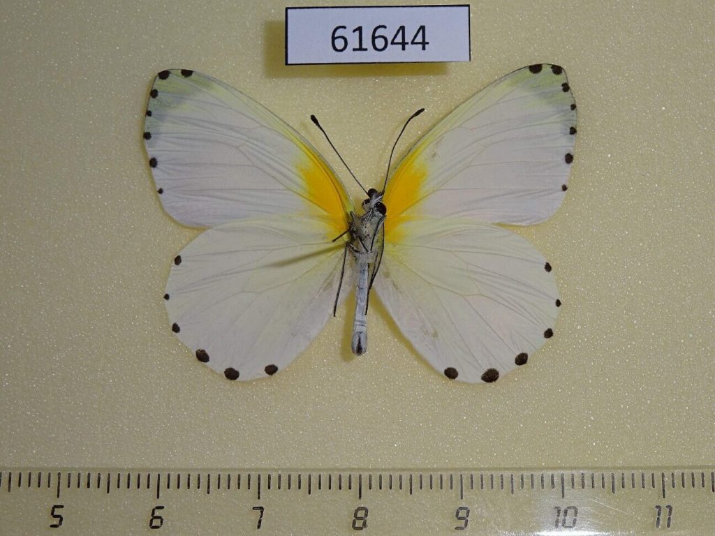 Pieridae Mylothris sp. asphodelus Uganda - Fareastinsects