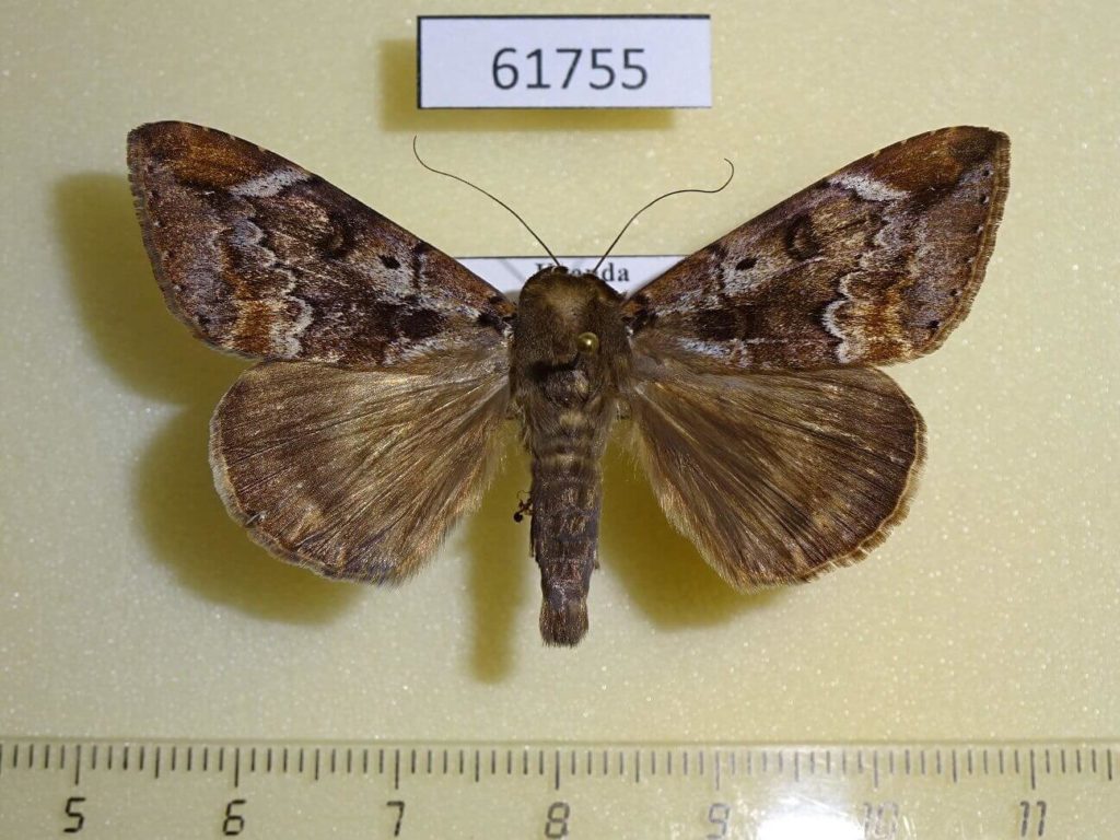 Noctuidae Achaea thermopera Uganda - Fareastinsects