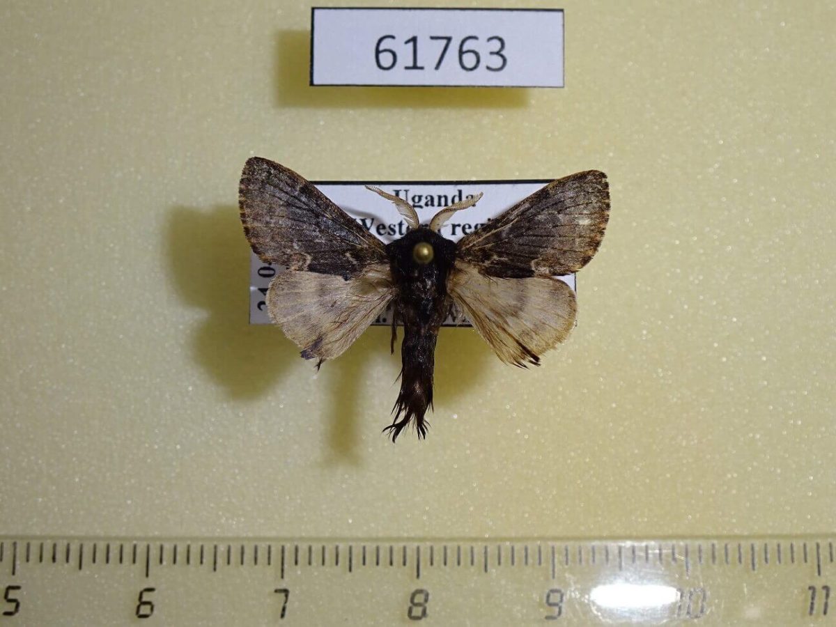 Lasiocampidae Anadiasa affinis Uganda - Fareastinsects