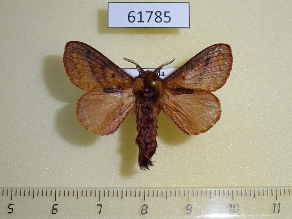 Lasiocampidae Sophyrita sp. argibasis Uganda - Fareastinsects