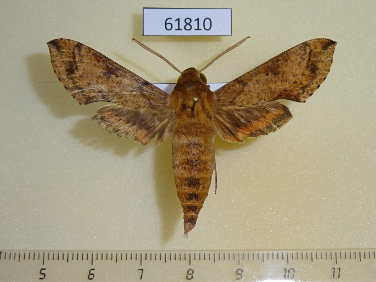 Sphingidae Hippotion rebeli Uganda - Fareastinsects