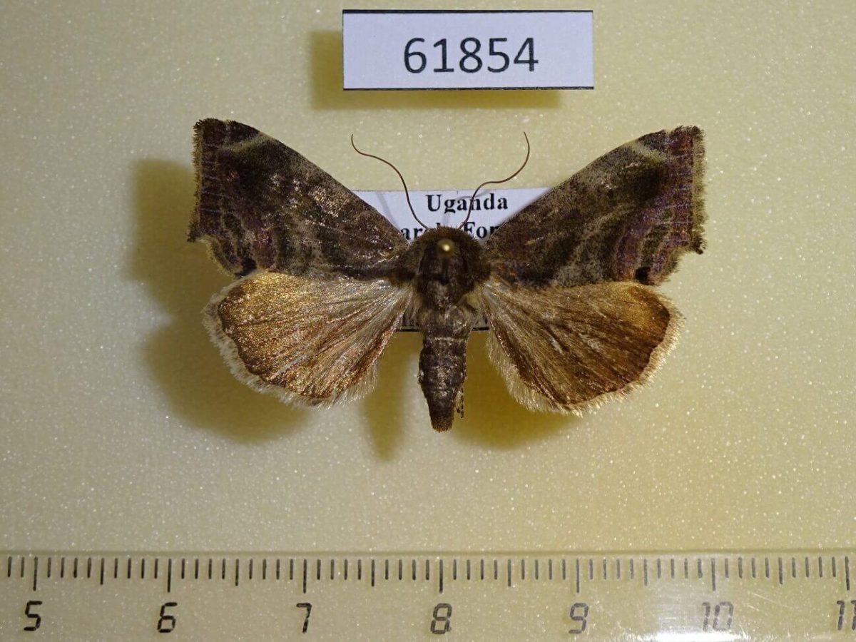 Noctuidae Acontia olivescens Uganda - Fareastinsects
