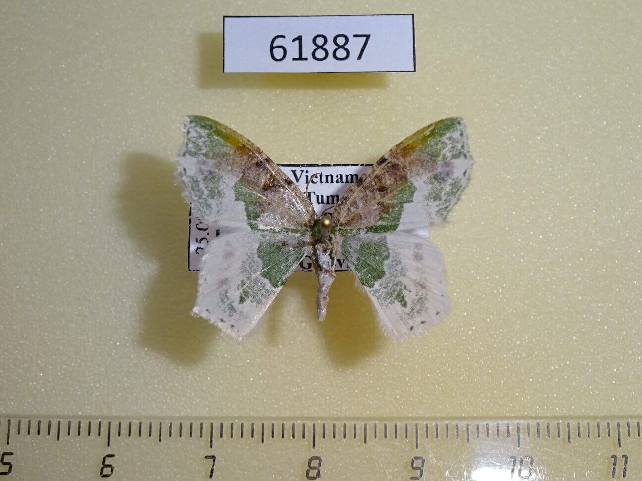 Geometridae Eucyclodes semialba Vietnam - Fareastinsects