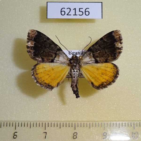 Geometridae Xylopteryx gibbosa Uganda - Fareastinsects