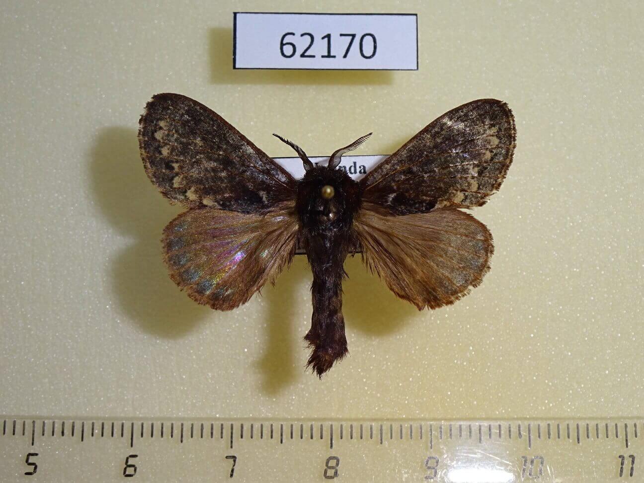 Lasiocampidae sp. Uganda - Fareastinsects