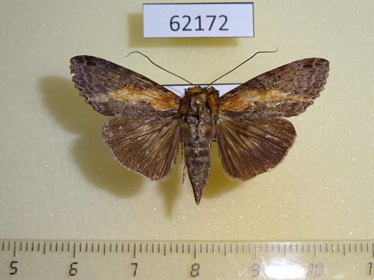 Euteliidae Stictoptera sp. Uganda - Fareastinsects