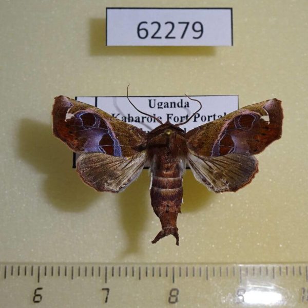 Noctuidae Eutelia megacycla Uganda - Fareastinsects