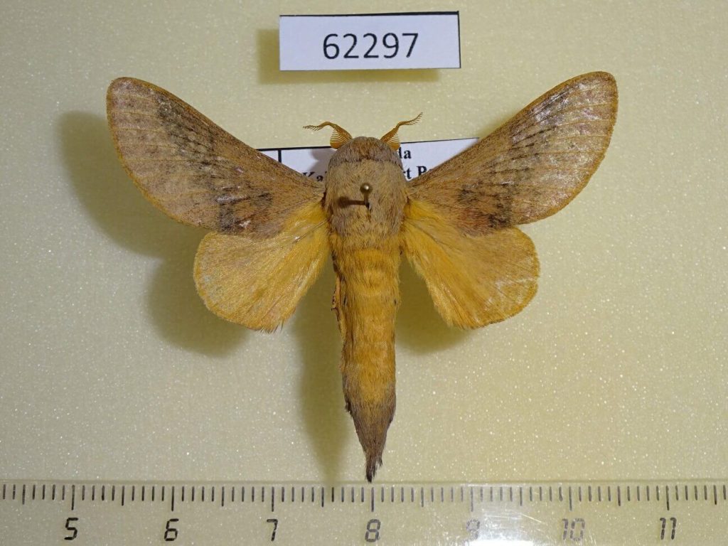 Lasiocampidae Pallastica meloui Uganda - Fareastinsects