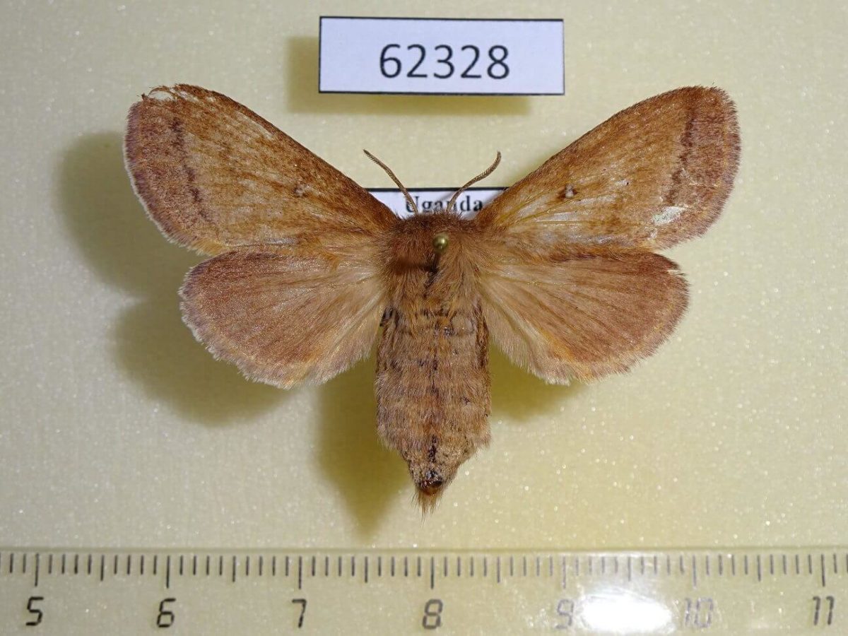 Lasiocampidae sp. f Uganda - Fareastinsects