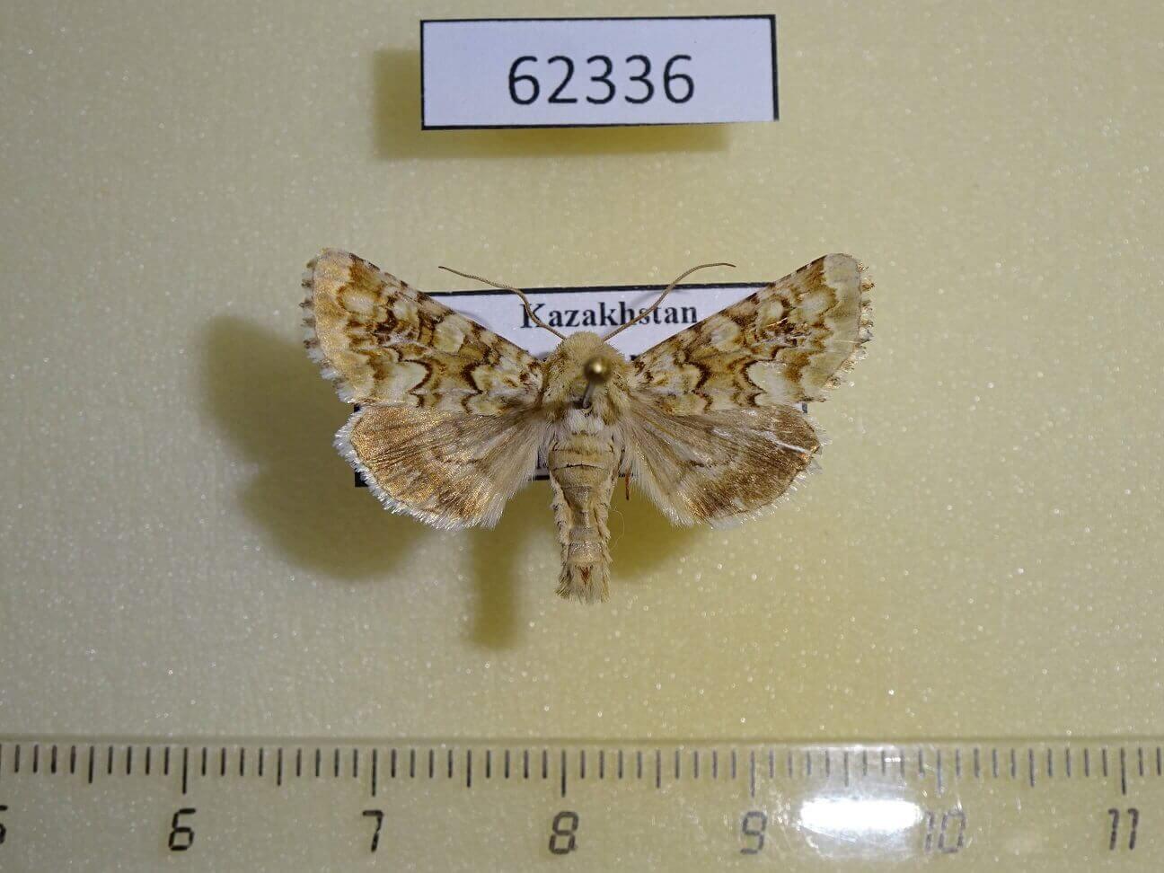 Noctuidae Hadena irregularis Kazakhstan - Fareastinsects