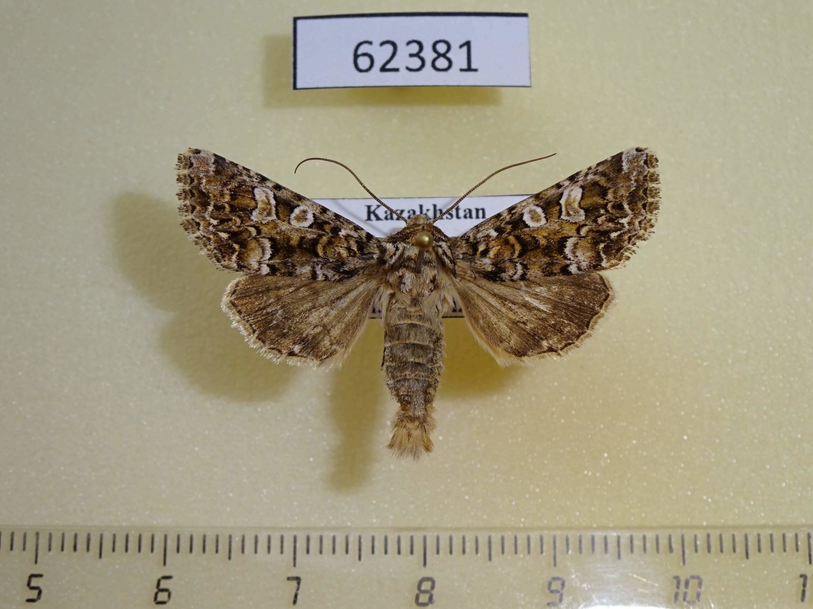 Noctuidae Hadena strouhali Kazakhstan - Fareastinsects