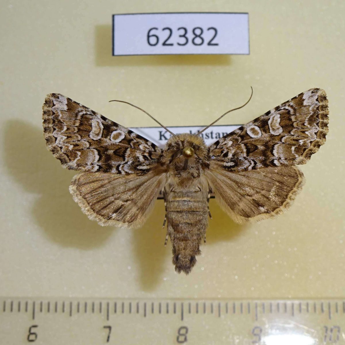Noctuidae Hadena strouhali f Kazakhstan - Fareastinsects