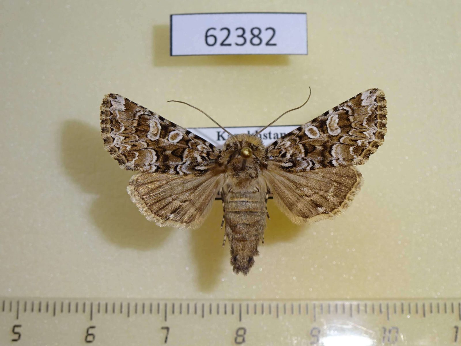 Noctuidae Hadena strouhali f Kazakhstan - Fareastinsects