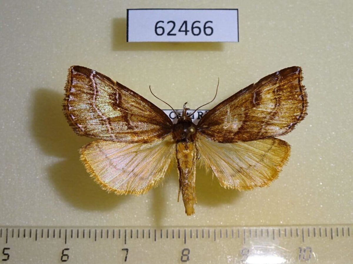 Crambidae Lancia sp. Costa Rica - Fareastinsects