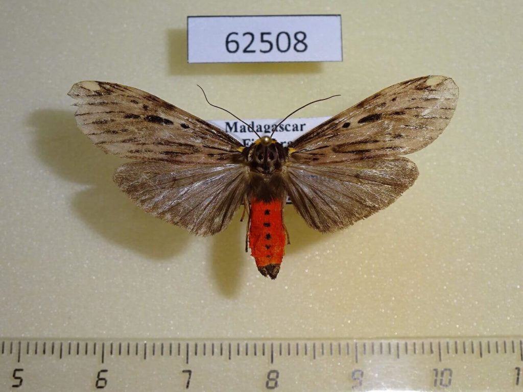 Arctiidae Phryganopteryx incerta Madagascar - Fareastinsects