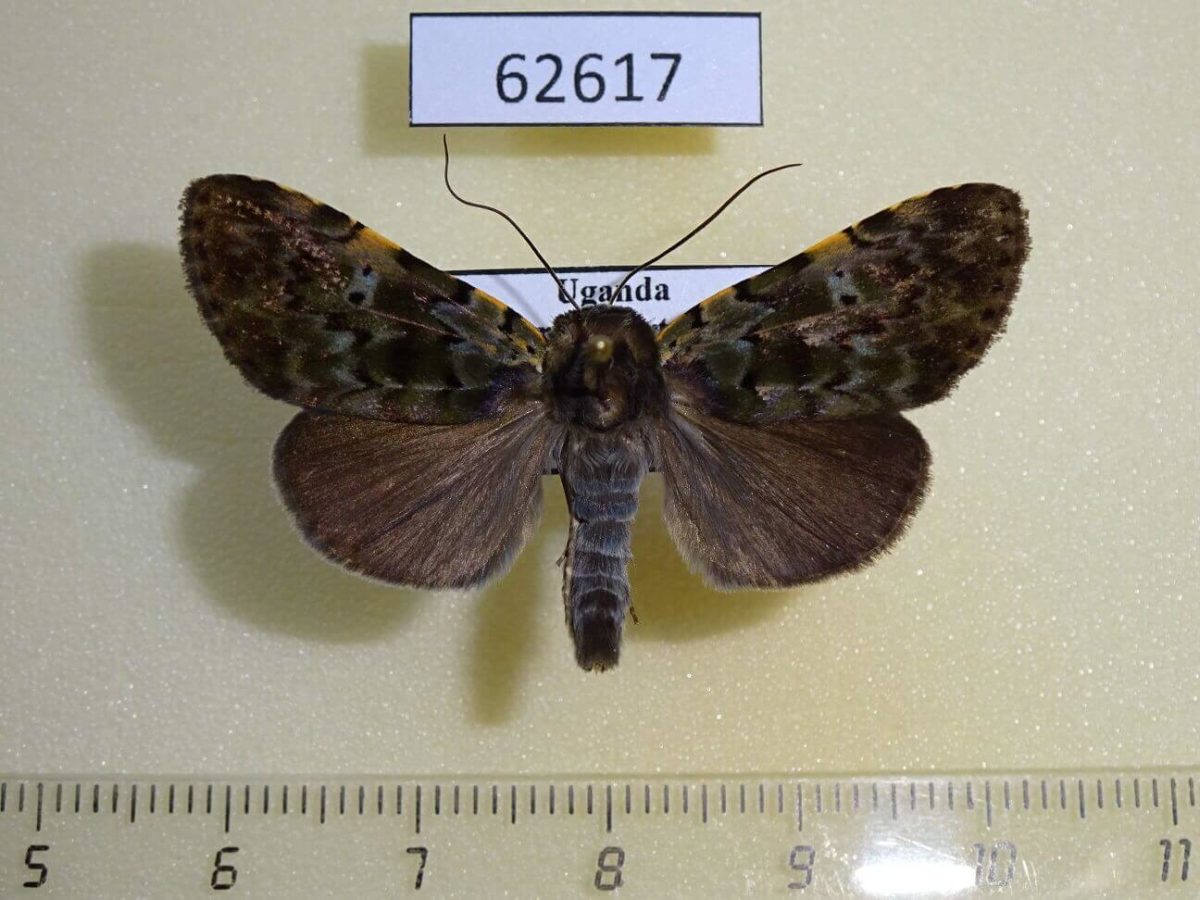 Noctuidae Eudrapa mollis Uganda - Fareastinsects