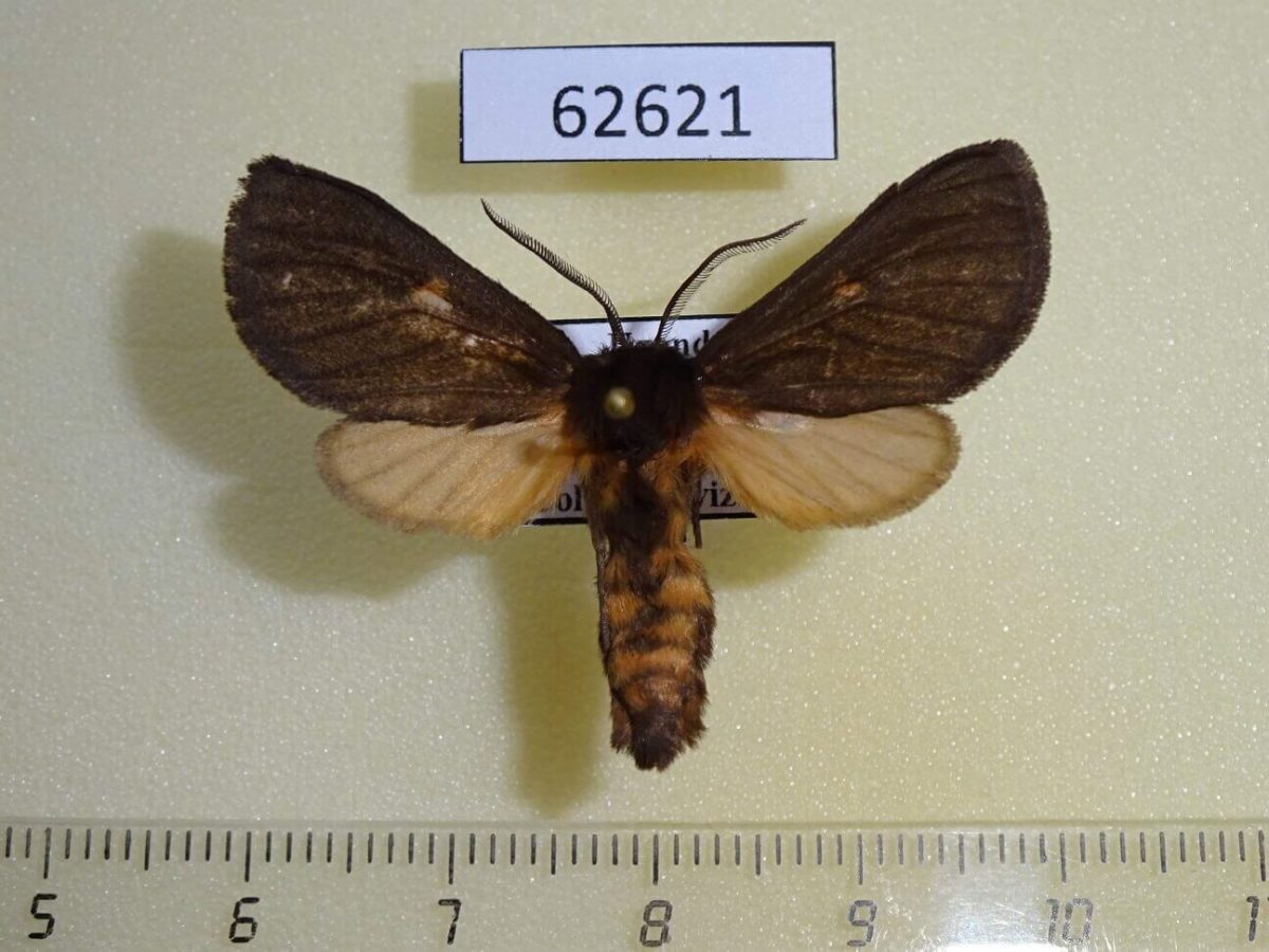 Arctiidae Metarctia insignis Uganda - Fareastinsects
