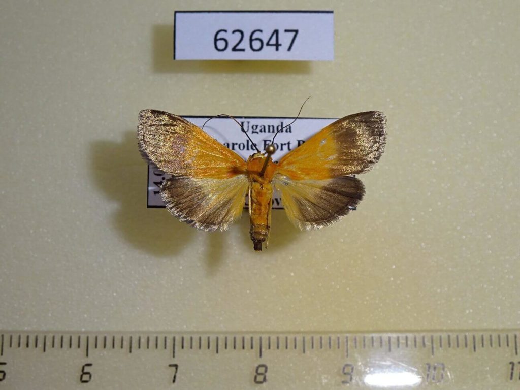 Crambidae Ulopeza conigeralis Uganda - Fareastinsects