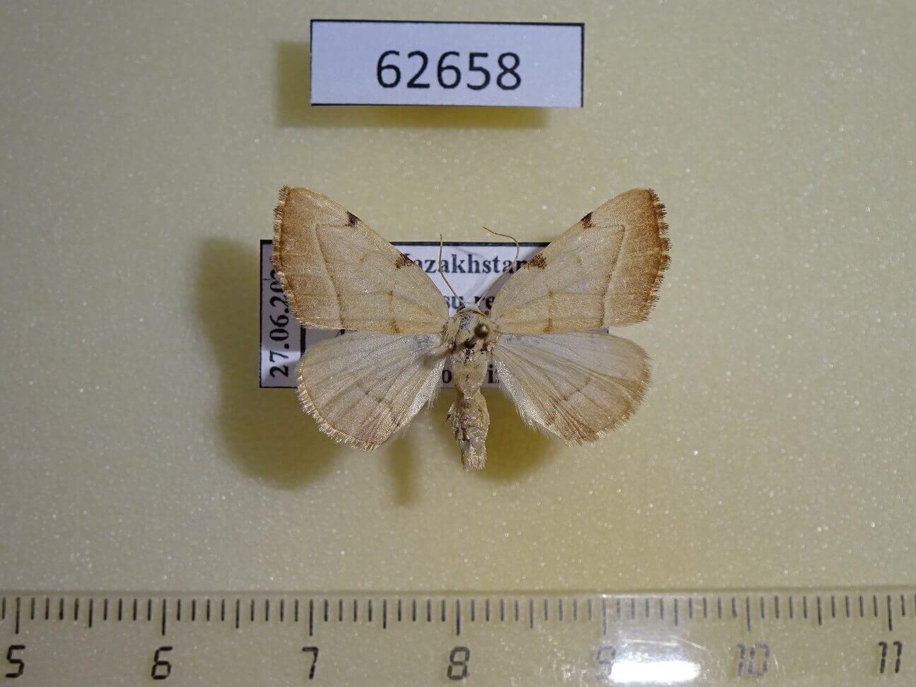 Geometridae Heterophleps confusa Kazakhstan - Fareastinsects