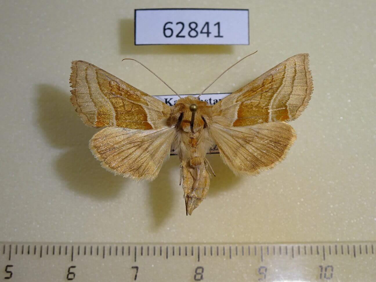 Noctuidae Euchalsia inconspicua f Kazakhstan - Fareastinsects